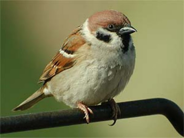 Gianna : il bene in noi: IL PASSEROTTO ANSIOSO